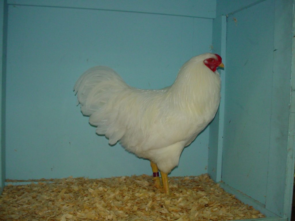 Breed Profile: Chantecler Chicken - Backyard Poultry